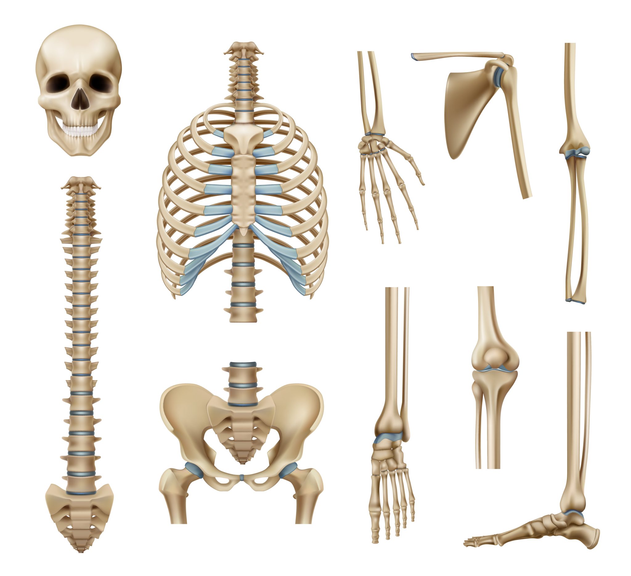 Why human skeleton is an important medical equipment in a laboratory ...